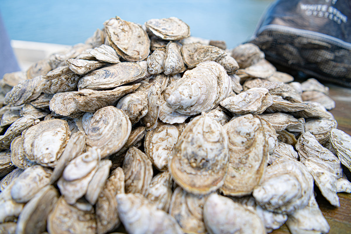 Life on the Half Shell: How to Recycle Your Oyster Shells